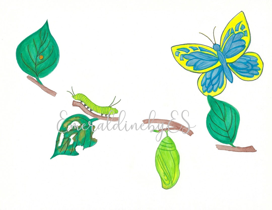 Butterfly Metamorphosis Including Egg, Caterpillar, Cocoon and ...