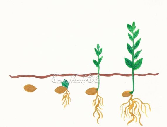 Growing Seed Drawing