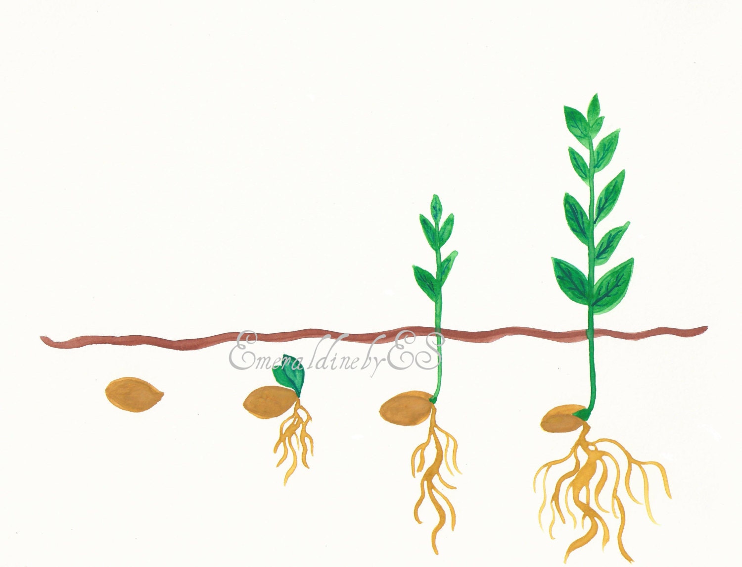 Seed Sprouting Illustration