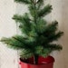 Farmhouse Christmas, Christmas Tree Farm Pail, Tree Farm Bucket ...