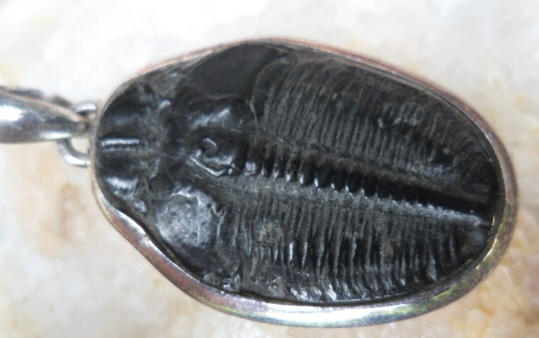 AUTHENTIC TRILOBITE FOSSIL Sterling Silver Pendant Well Preserved C ...