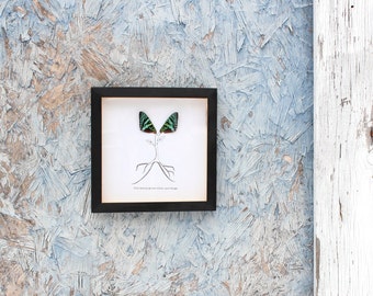 Butterfly Conservation Art
