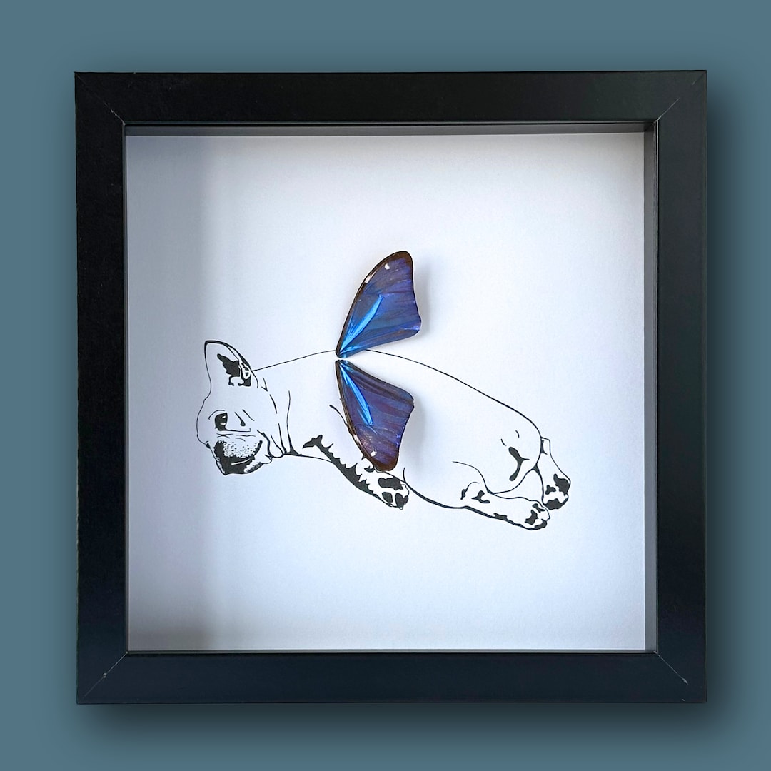Sprawled Frenchie French Bulldog Framed Art With Real Butterfly Wings ...