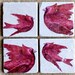 Cardinal Bird Coasters Red Decor, Cardinal Decor, Cardinal Gift, Red ...