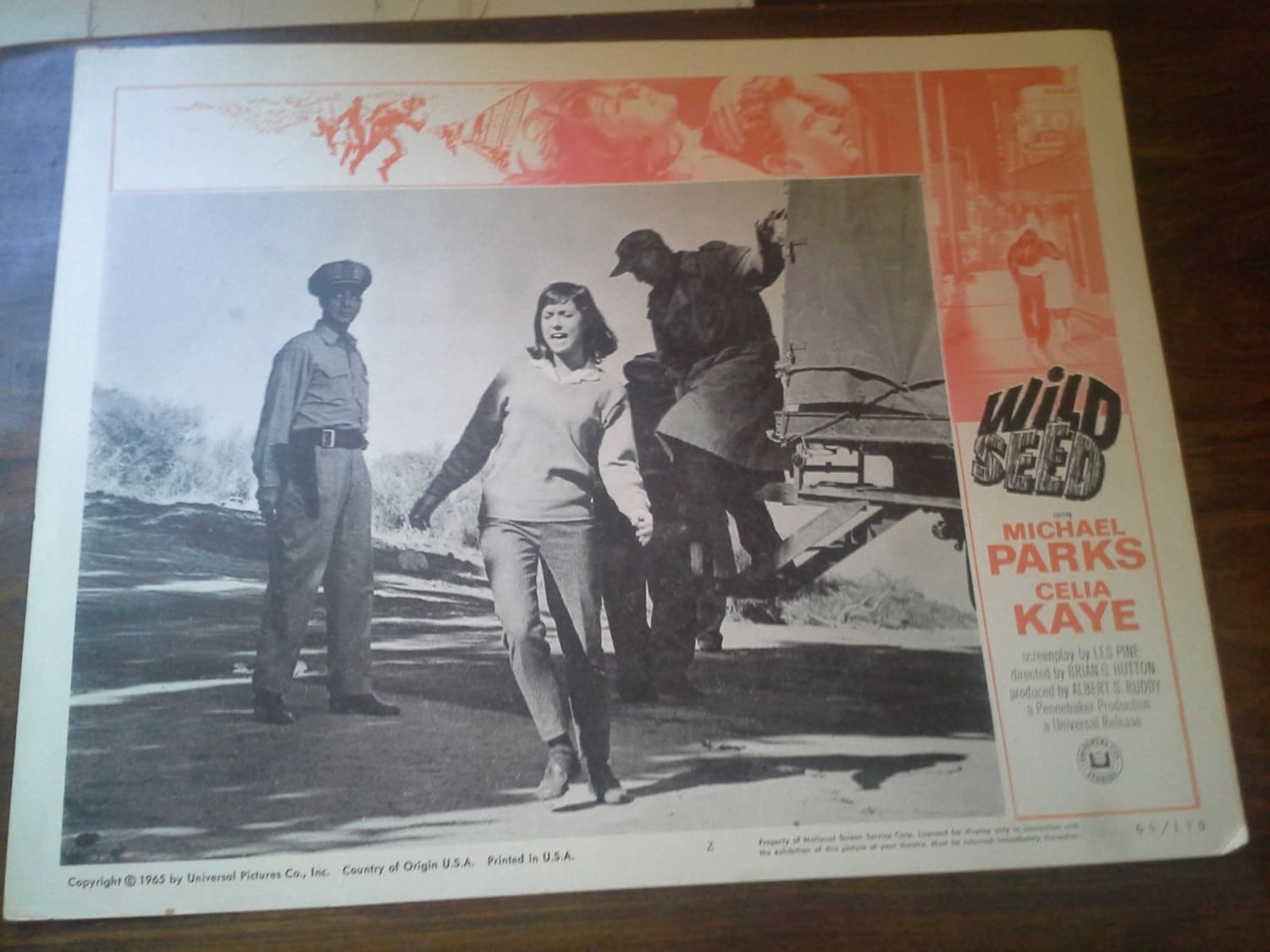 Wild Seed 1965 Michael Parks / Celia Kaye Universal Pictures Lobby Card ...