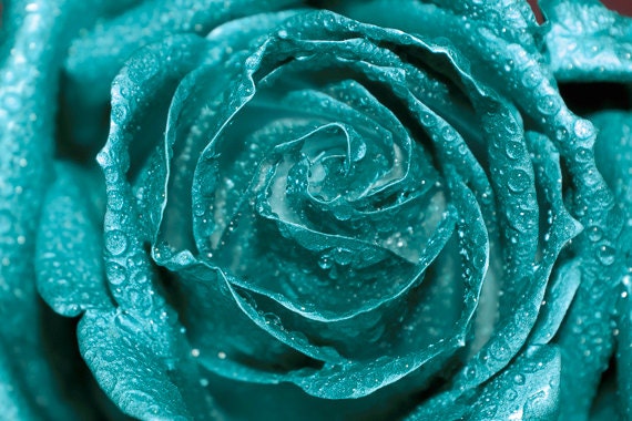 Teal Rose photo Digital Download Fine Art Photography rose | Etsy