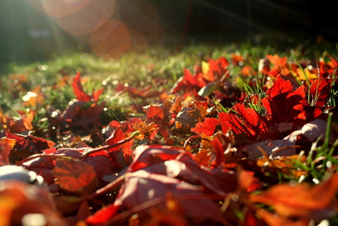 Ground Level // Overland Park, KS // Fall // Autumn // Leaves // Grass ...