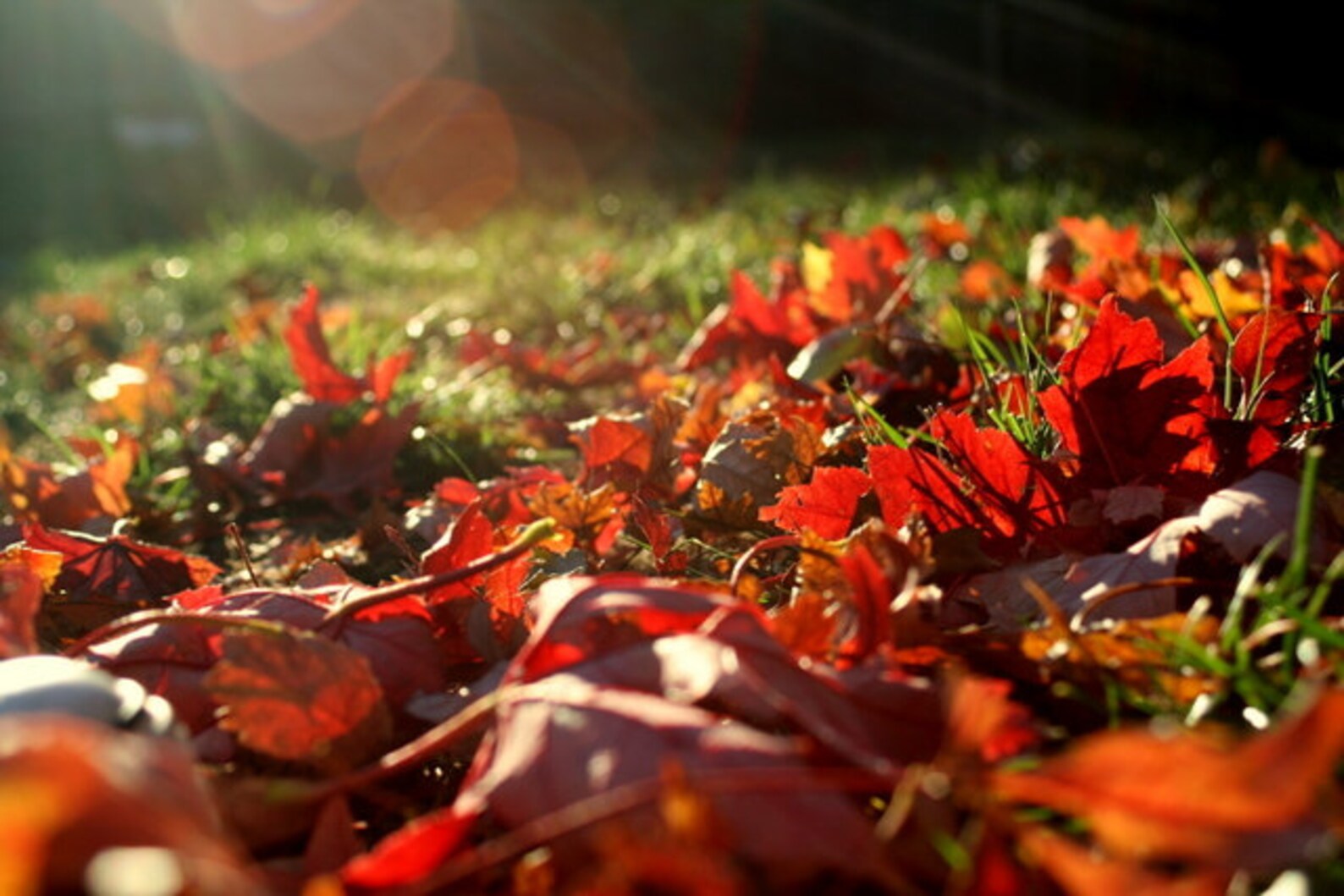 Ground Level // Overland Park, KS // Fall // Autumn // Leaves // Grass ...