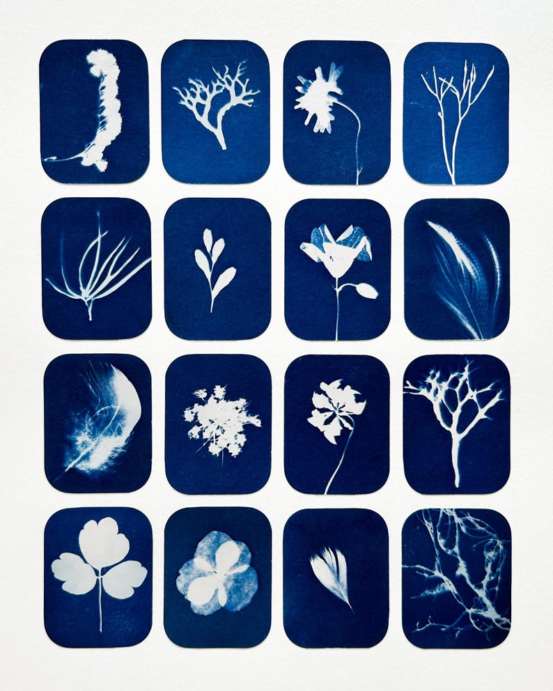 Original Cyanotype Mini Prints Collage - Flowers and Seaweed - Etsy