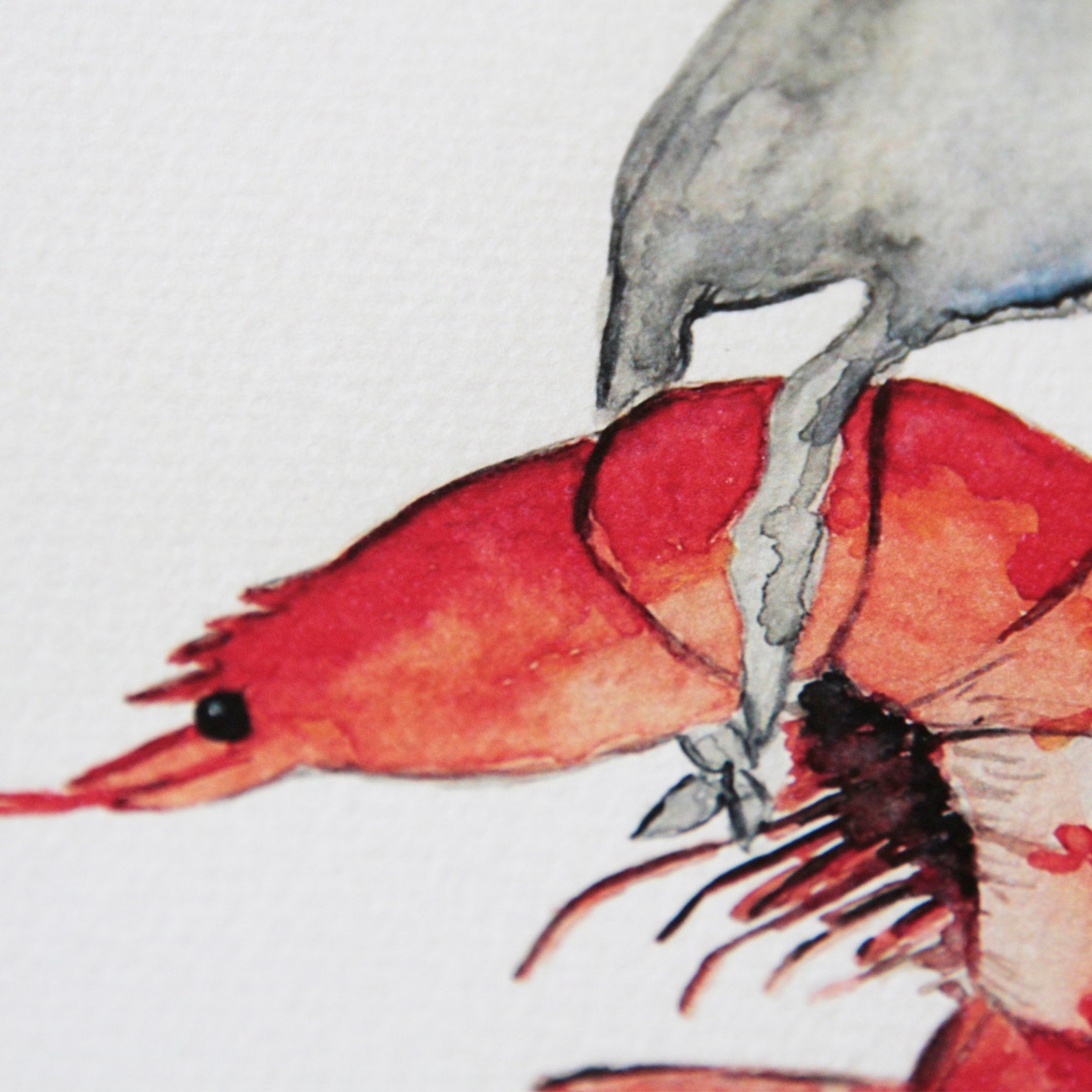 Illustration Shrimp, A4 Print, Decor, Printed Watercolors, Original ...