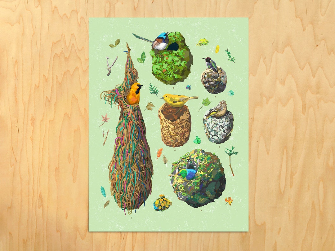 Nests, Educational Poster white Background - Etsy