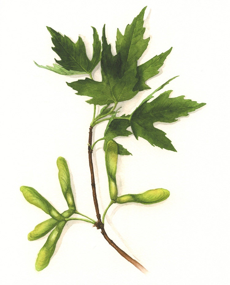 Silver Maple Botanical Watercolour Print - Etsy