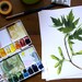 Silver Maple Botanical Watercolour Print - Etsy