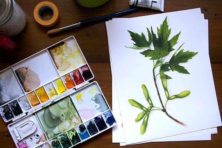 Silver Maple Botanical Watercolour Print - Etsy