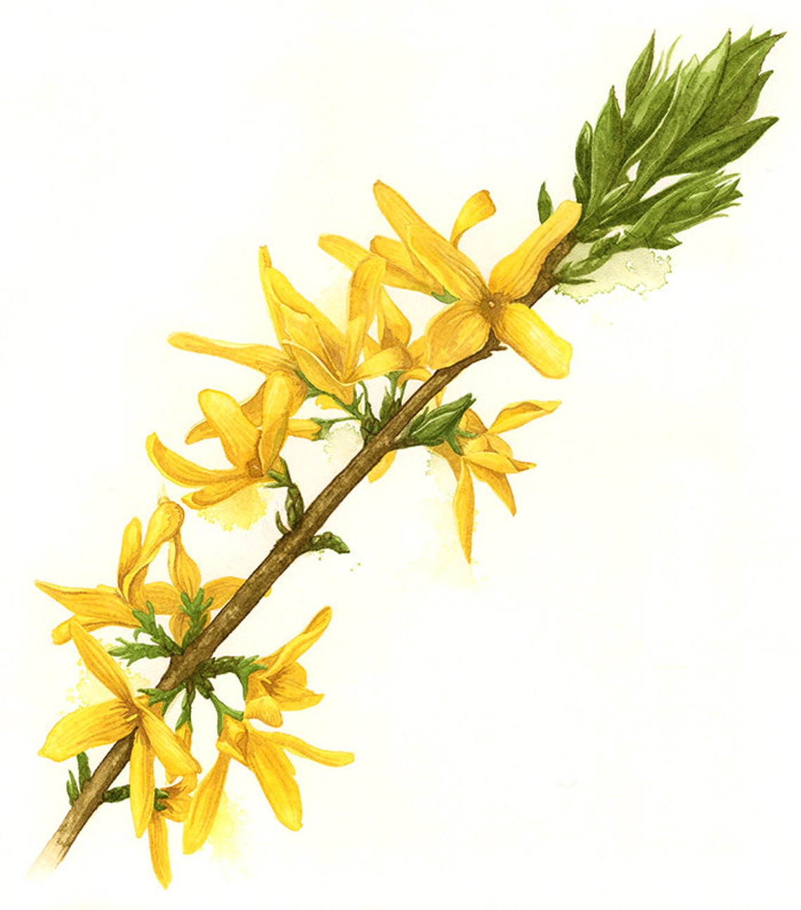 Forsythia Watercolour Printable - Etsy