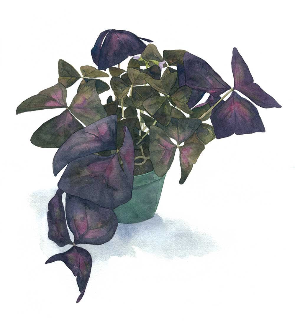 Oxalis Triangularis Botanical Watercolour Print - Etsy
