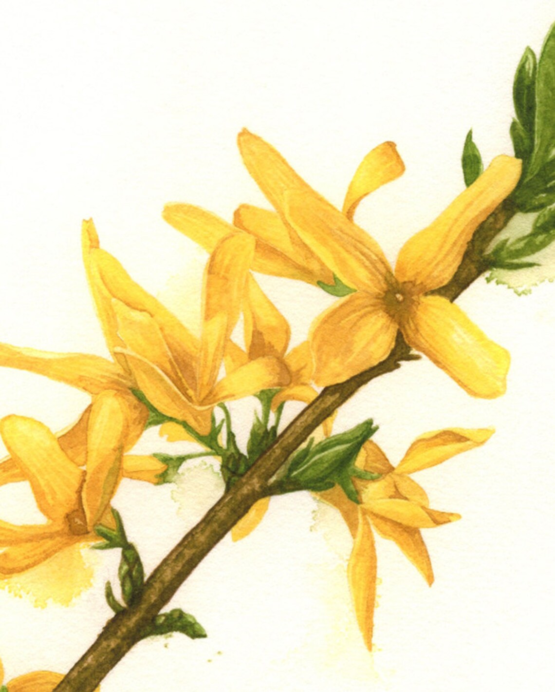 Forsythia Watercolour Printable - Etsy