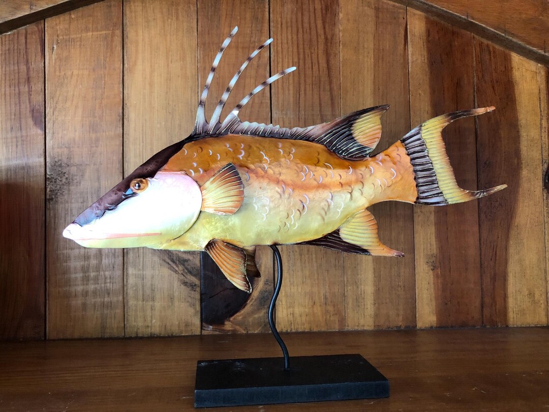 Hogfish Metal With Capiz Shell - Etsy