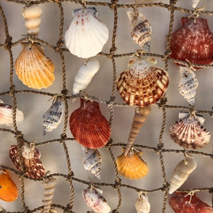 Colorful Sea Shell & Ropewall Hanging - Etsy