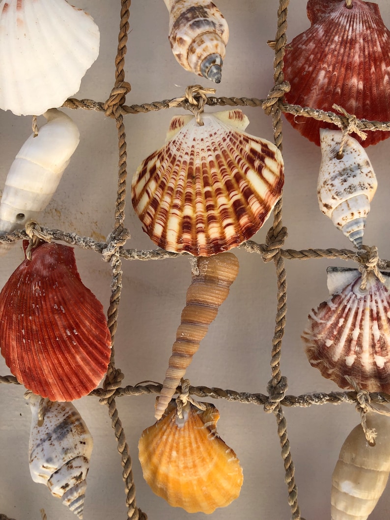 Colorful Sea Shell & Ropewall Hanging - Etsy