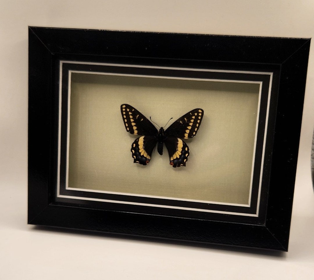 Indra Swallowtail Butterfly (papilio Indra) Framed Art/taxidermy - Etsy