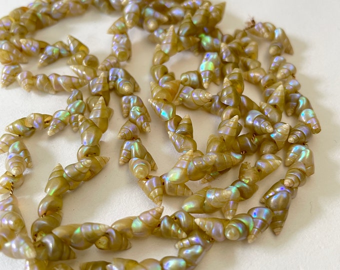 RARE Vintage Tasmanian Aboriginal Maireener Shell Necklace, Iridescent ...