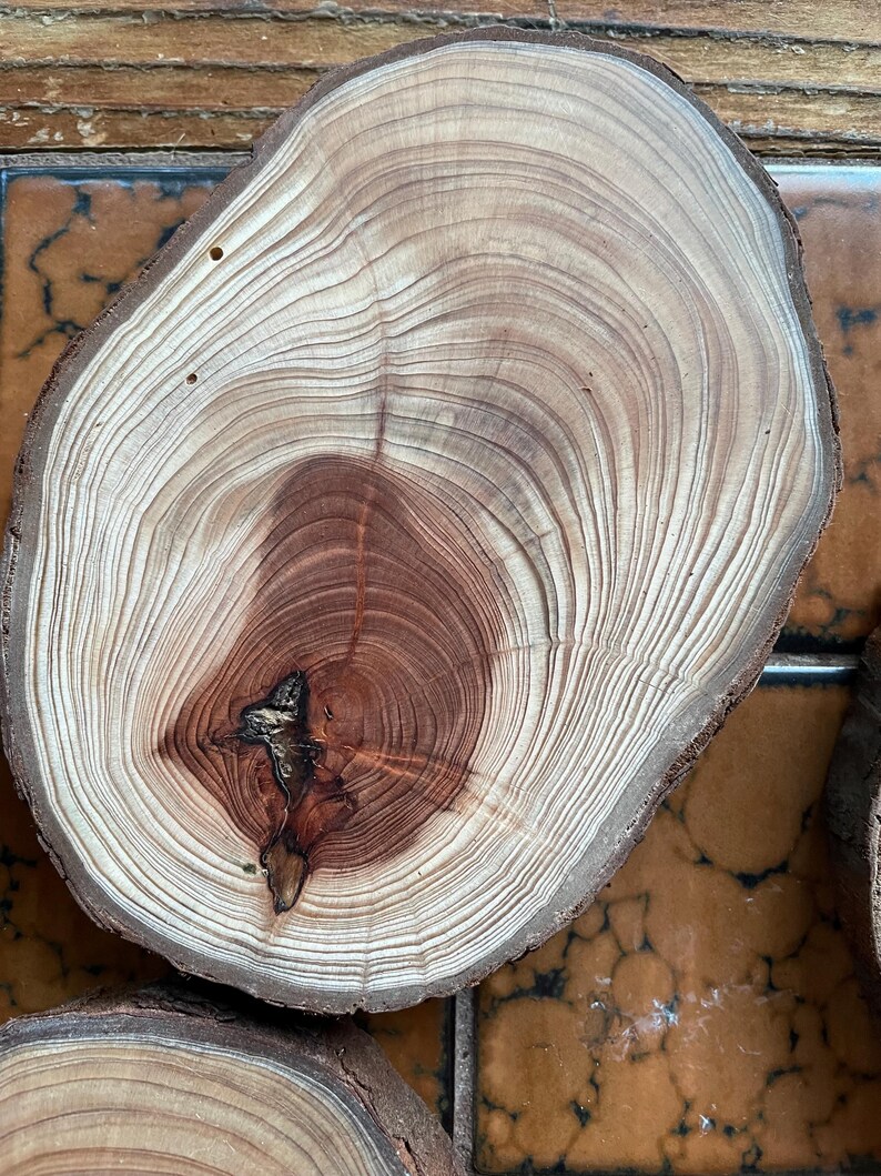 4 Redwood Coaster ~4 1/2”-5”in Diameter + 1/2” Thick Sanded Smooth ...