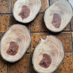 4 Redwood Coaster ~4 1/2”-5”in Diameter + 1/2” Thick Sanded Smooth ...