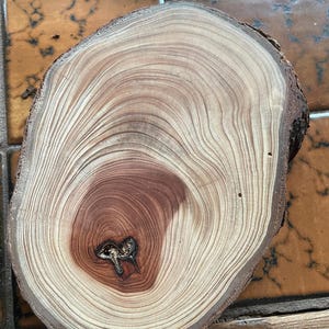 4 Redwood Coaster ~4 1/2”-5”in Diameter + 1/2” Thick Sanded Smooth ...