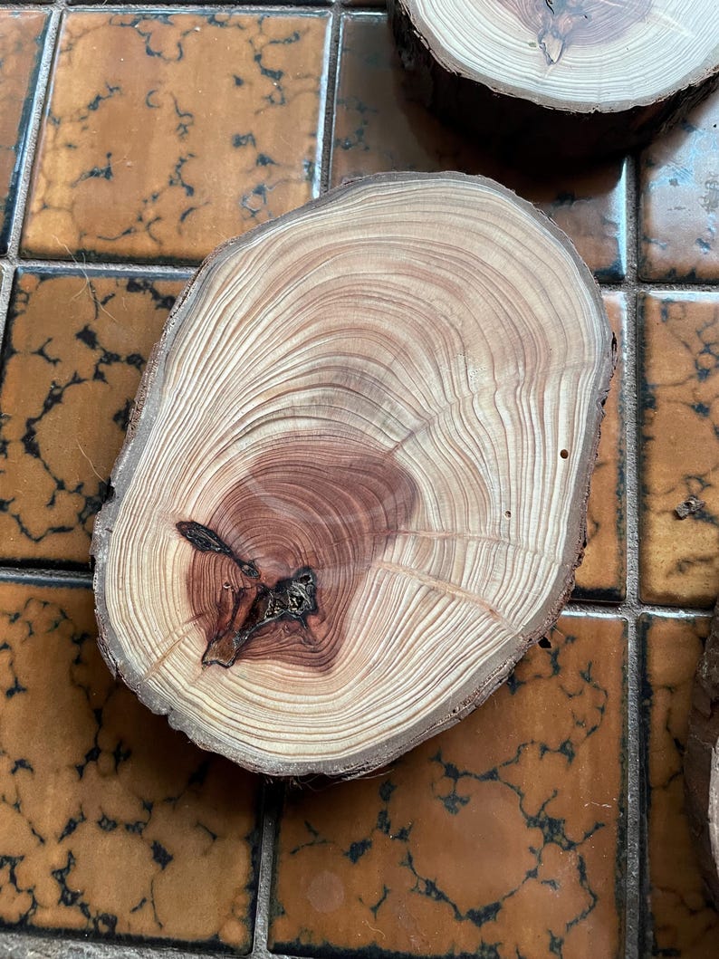 4 Redwood Coaster ~4 1/2”-5”in Diameter + 1/2” Thick Sanded Smooth ...