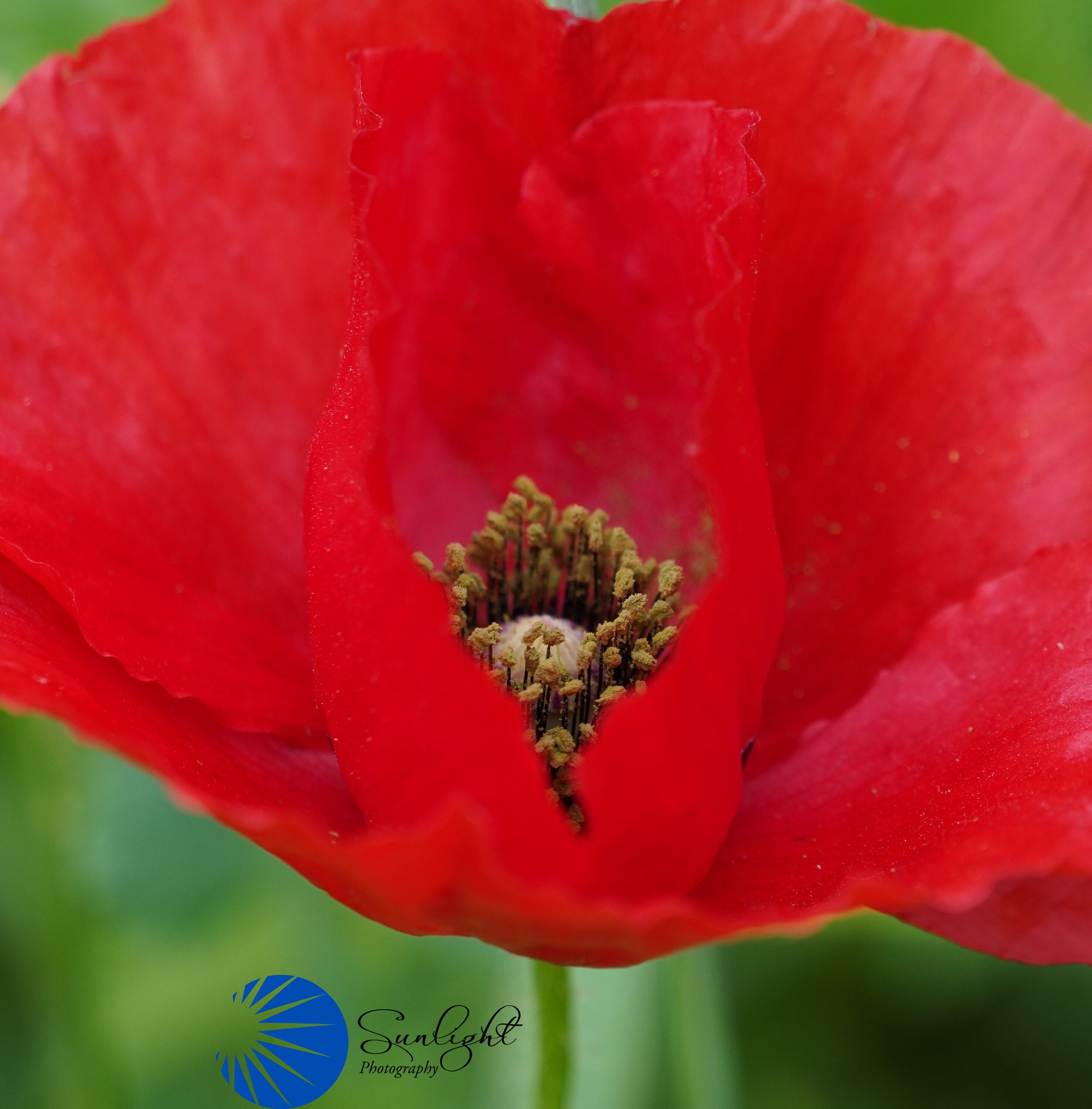 Red Poppy - Variety Photos - Etsy