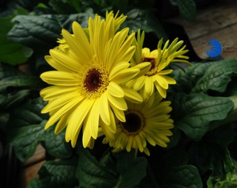 Precious Yellow Gerber Daisy Cross Stitch Pattern - Etsy