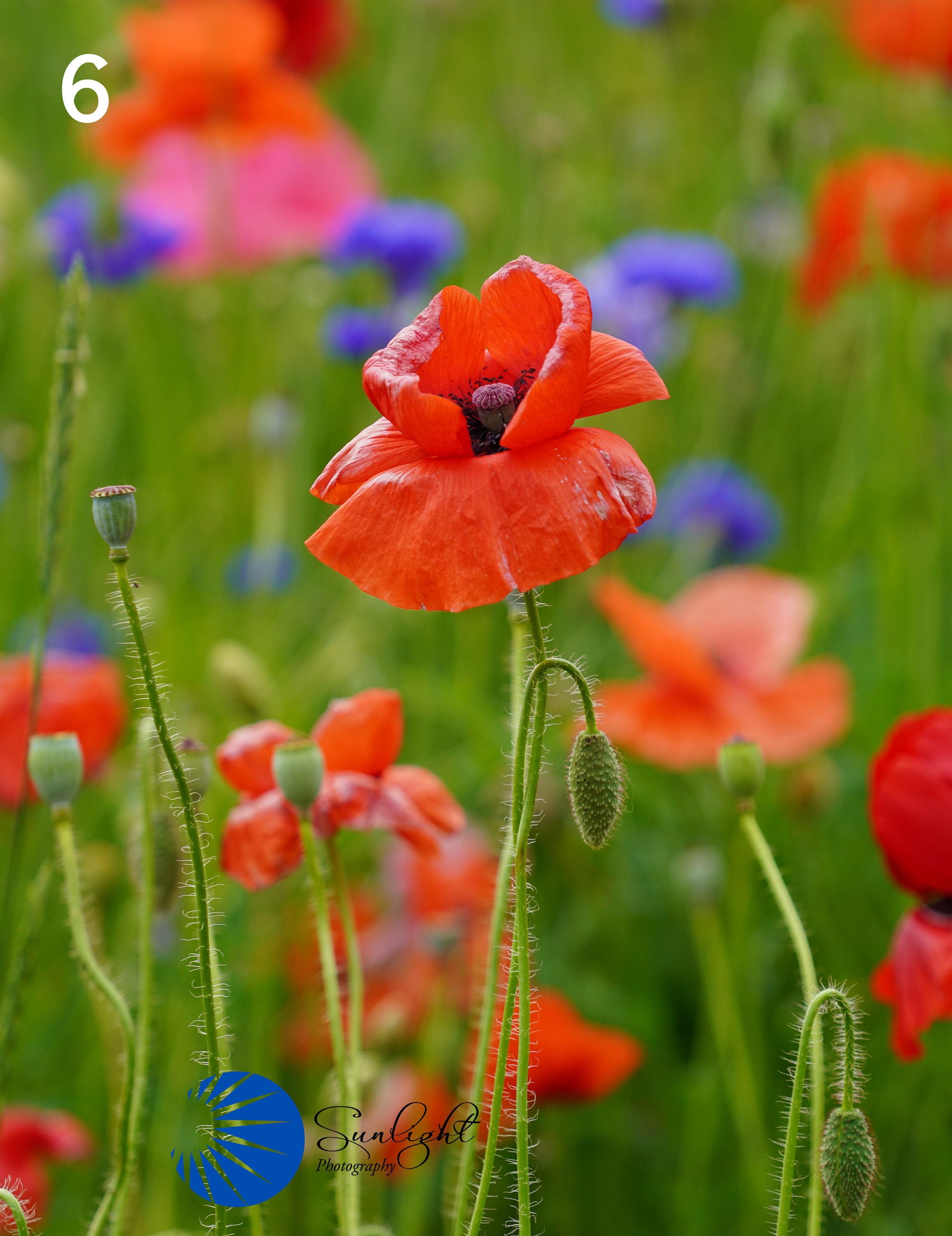 Red Poppy - Variety Photos - Etsy