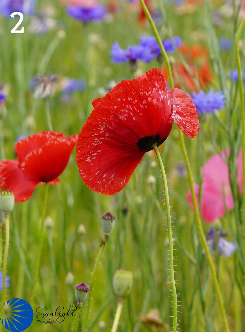 Red Poppy - Variety Photos - Etsy
