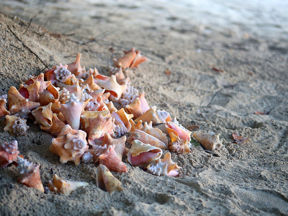 Photo Print Jamaica Conch Shells Caribbean Island Negril | Etsy