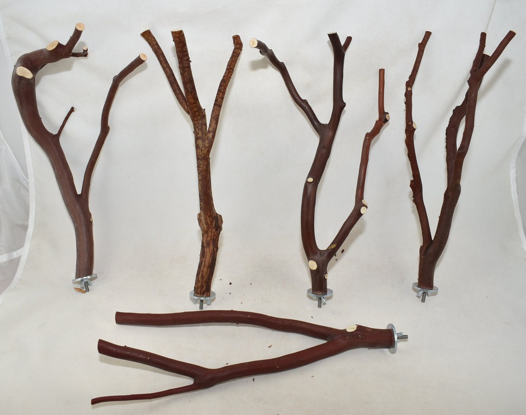 Manzanita Perches For Sale at Mandy Mason blog
