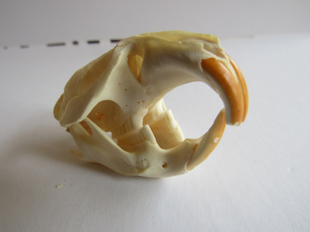 Muskrat Skull Taxidermy Teeth Animal Craft Art Supplies - Etsy