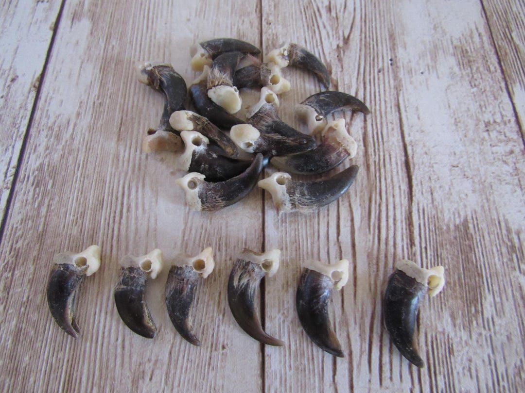 5 Drilled Fox Claws Jewelry and Craft Projects (vulpes Vulpes Fulva) - Etsy