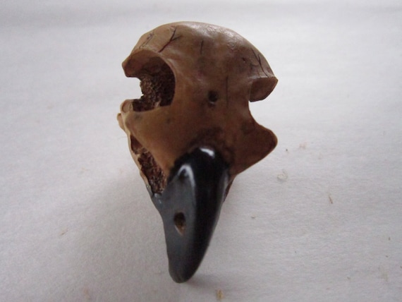 Hunting Imitation Red Tail Hawk Skull Resin looks real nice LQQK Crafts ...