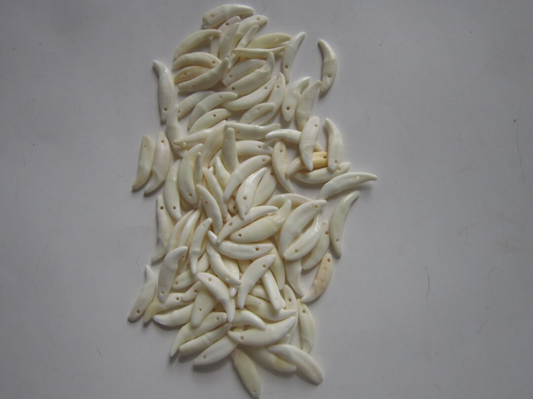 10 Coyote Teeth Fangs Canine Animal Teeth Pre-drilled Jewelry Beads ...