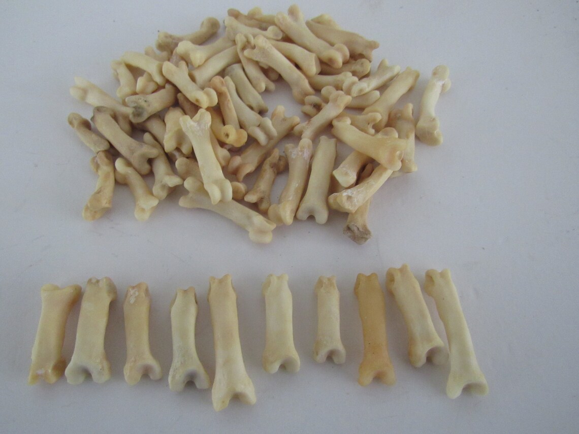 10 Bobcat Toe/foot Bone Metatarsals Bones Craft Supplies | Etsy