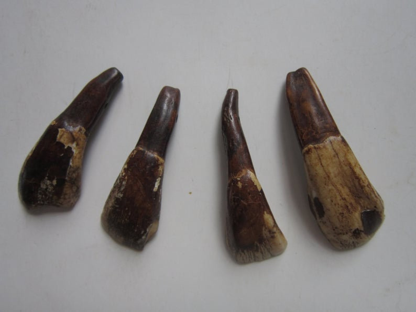 Buffalo Teeth 100 Pre Drilled Mixed Lot Brown/white Jewelry - Etsy