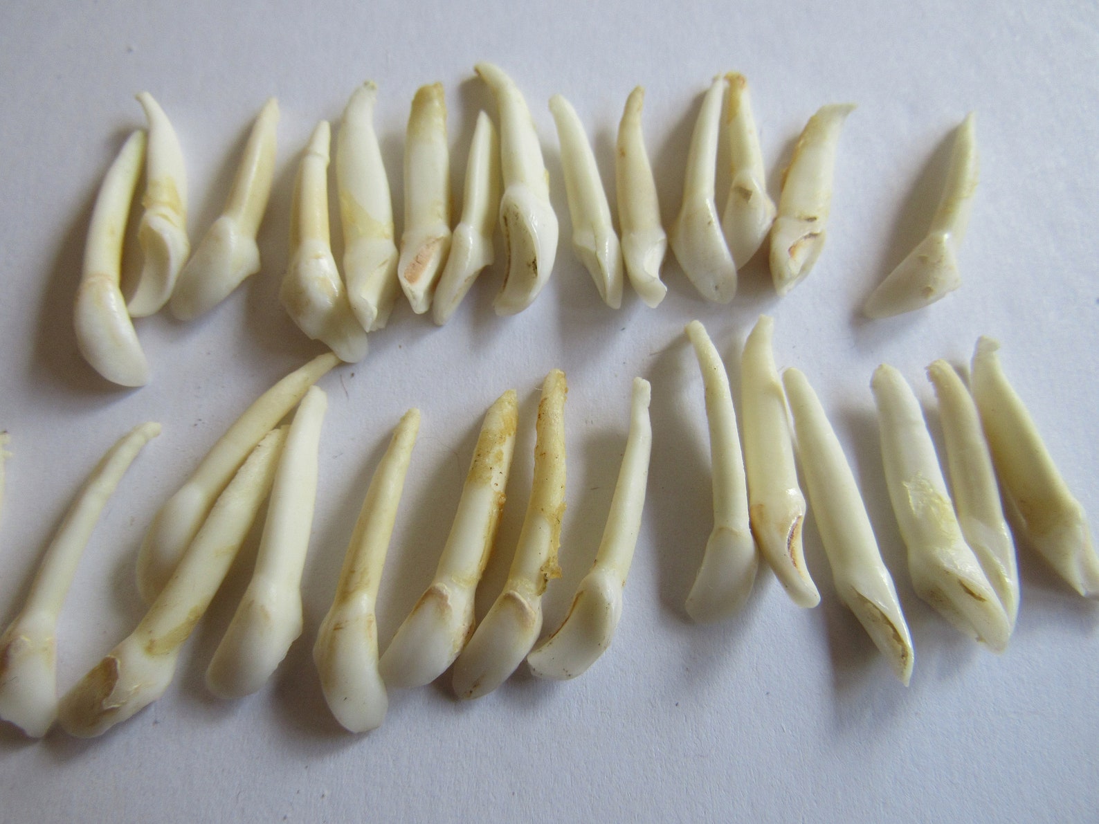 10 Front Deer Teeth Fangs Canine Animal Teeth Craft Supplies Projects ...