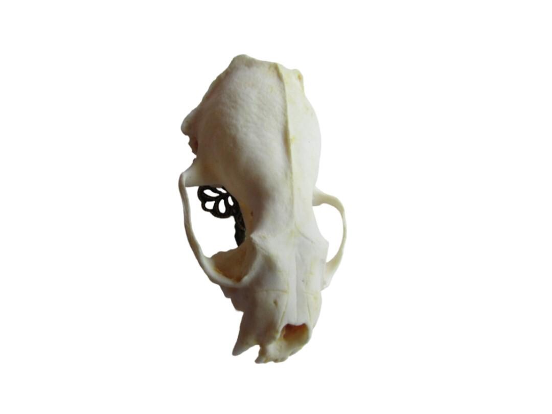 Mink Skull Top Hair Barrett/clip Animal Bone Jewelry (neovison Vison ...