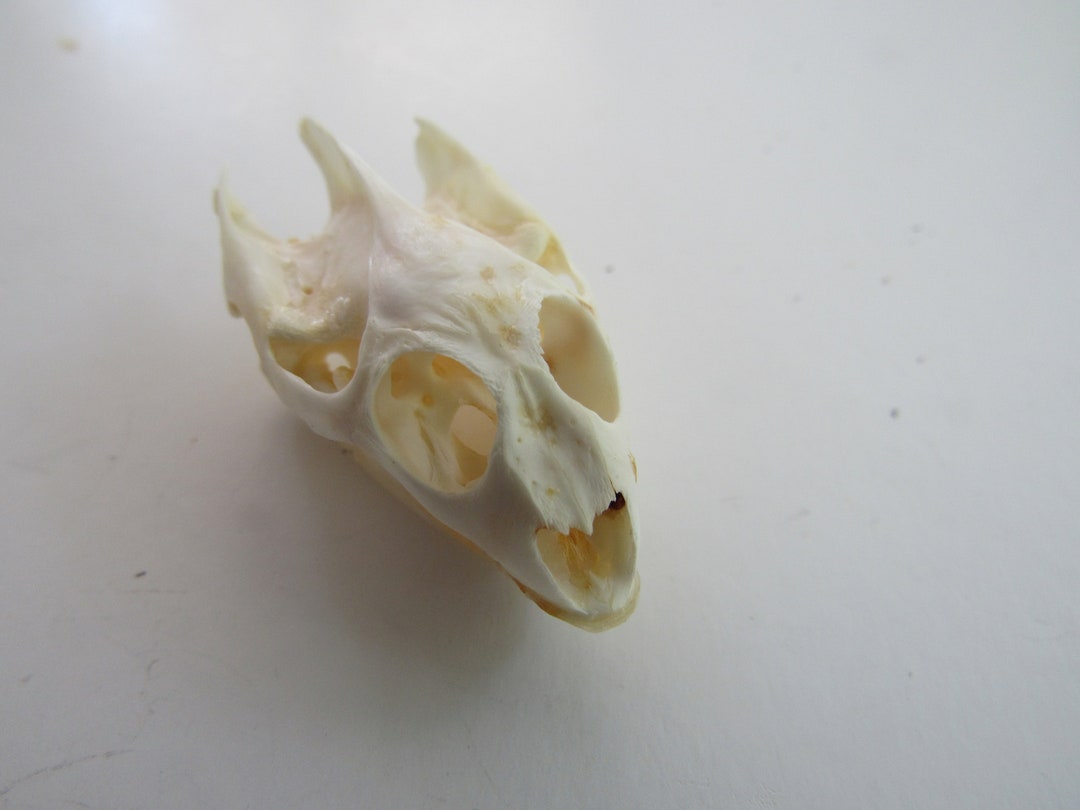 Red Slider Turtle Skull Taxidermy Farm Raised Crafts Animal Bones - Etsy