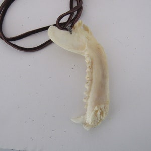 Badger Jawbone Pendant Buckskin Leather Necklace Animal Jaw Bone ...