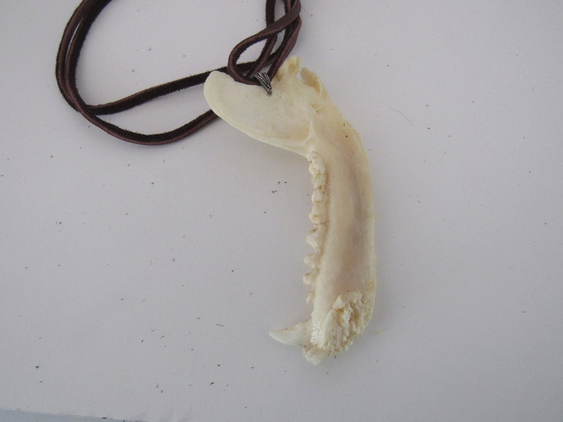 Badger Jawbone Pendant Buckskin Leather Necklace Animal Jaw | Etsy