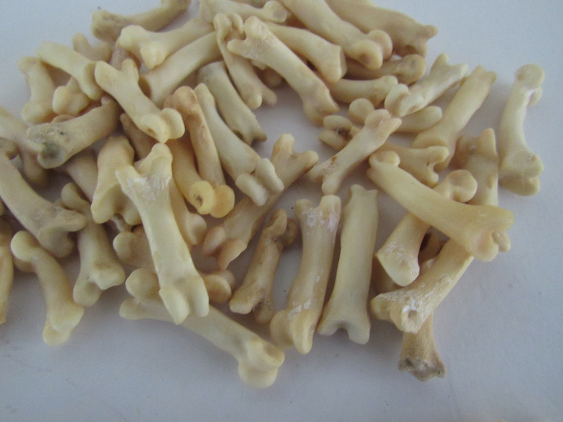 10 Bobcat Toe/foot Bone Metatarsals Bones Craft Supplies | Etsy