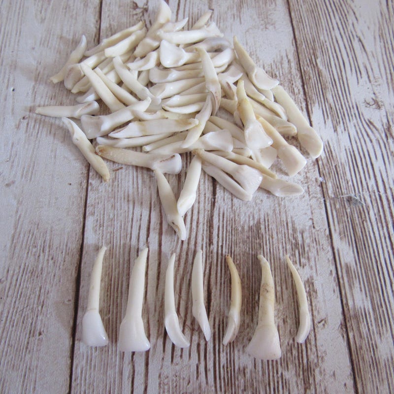 Real Deer Tooth Jewelry - Etsy