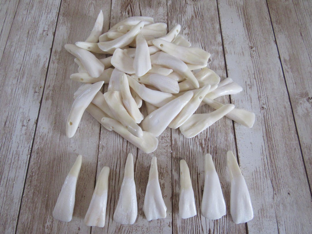 10 Buffalo Teeth Pre Drilled Ready for Jewelry and Craft Projects - Etsy